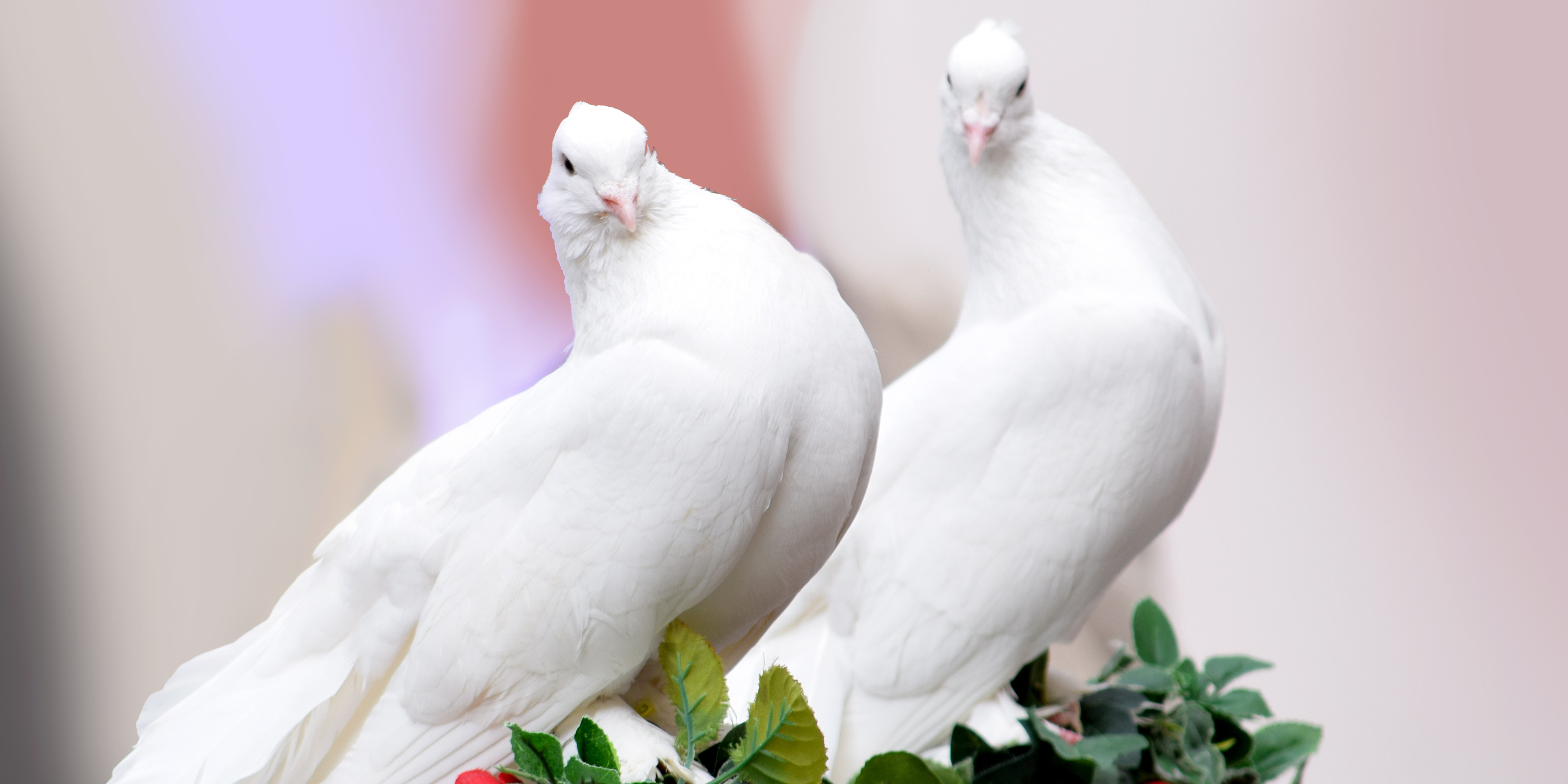 Elegant Dove Displays & Releases for Weddings, Funerals, and Special ...