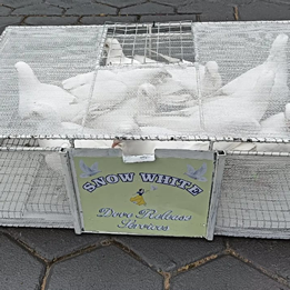 Elegant Dove Displays & Releases for Weddings, Funerals, and Special ...