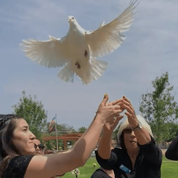 Elegant Dove Displays & Releases for Weddings, Funerals, and Special ...
